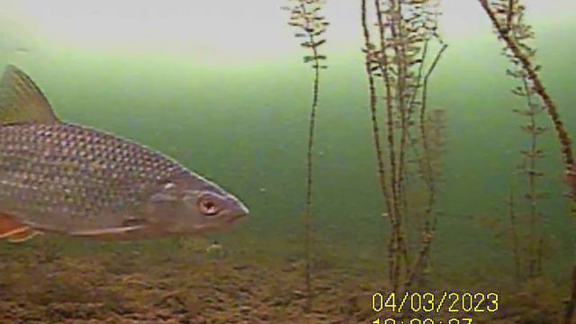 Плотва посмотрела и брать не стала