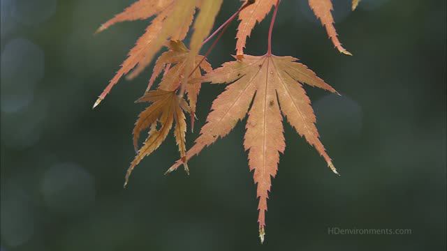 Осень в Новой Англии - English Fall