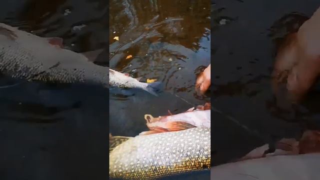 Прямо из того мира достали😮

Как думаете, постанова?