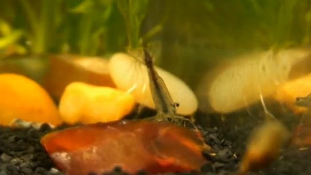 Креветки. Часть 3. Красноносая креветка. Neocaridina