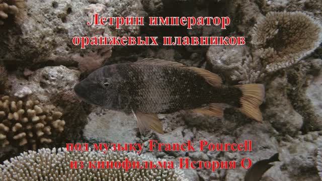16 Летрин император оранжевых плавников под музыку Franck Pourcell из кинофильма История О