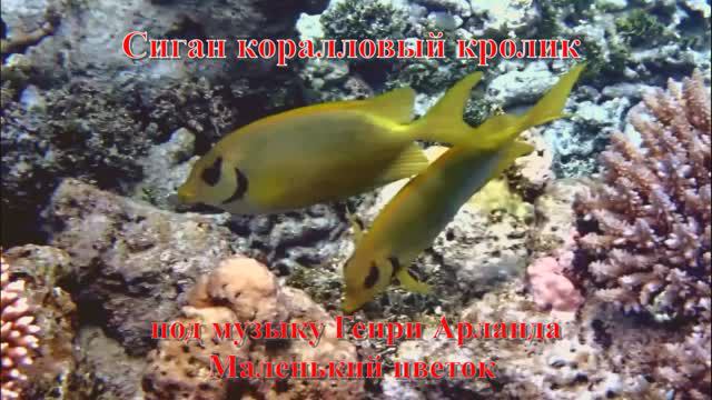 26 Сиган коралловый кролик под музыку Гюнтер Норис Летнее время HD