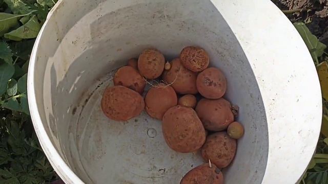 Первая ранняя копка картофеля Беллароза в засушливое лето.