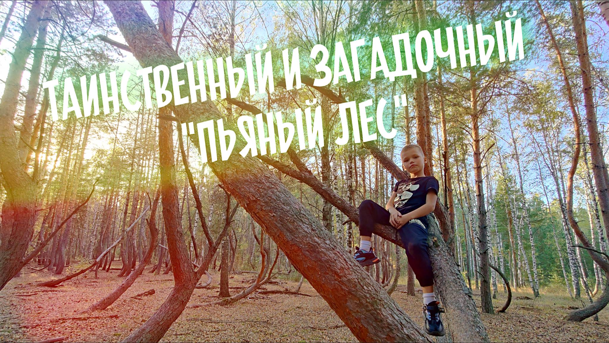 Таинственный и загадочный "Пьяный Лес"