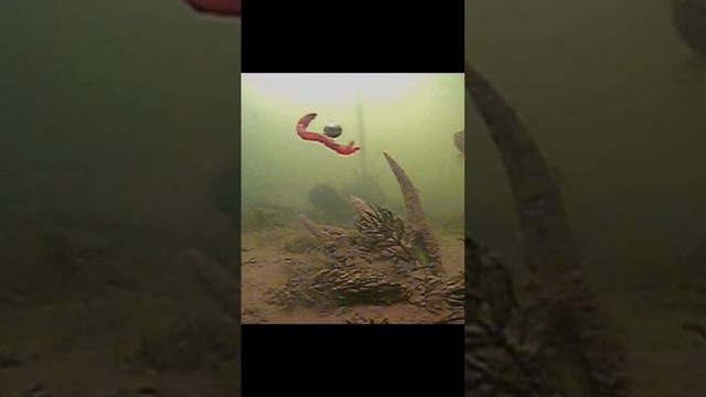 Окунь. Мормышка. Поклевка.