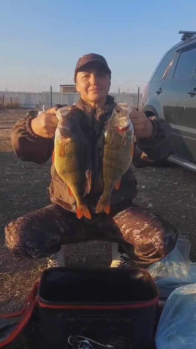 ОГРОМНЫЕ окуни! Рыбалка на спиннинг!

#рыбалка #спиннинг #окунь