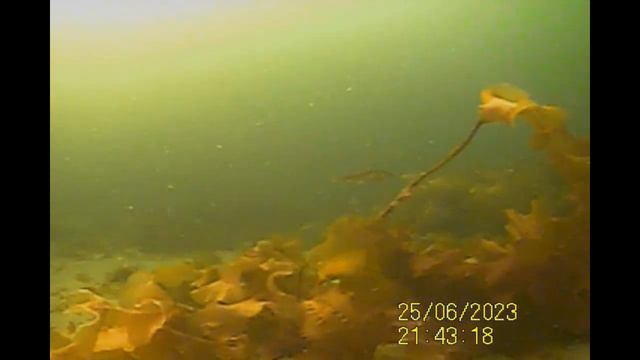 Как клюет треска и навага