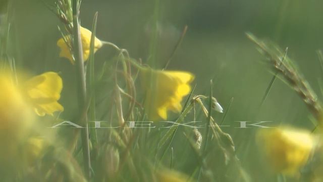 Разнообразие Каракумов Туркмения