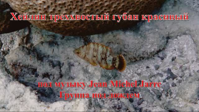 23 Хейлин треххвостый губан красивый под музыку Jean Michel Jarre Band in the Rain