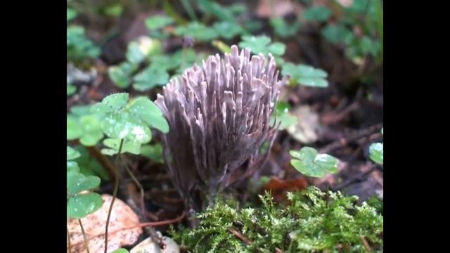 Очерк о грибах / Essay on mushrooms