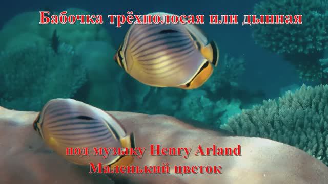 22 Бабочка трёхполосая или дынная под музыку Henry Arland Маленький цветок