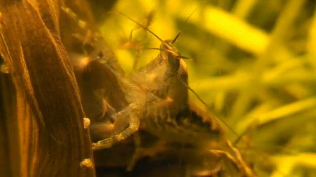 Креветки. Часть 1. Креветка-фильтратор.  Atyopsis moluccensis