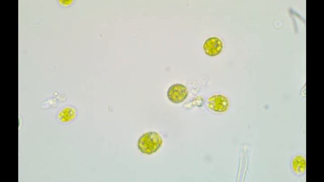 ХламидоМонаде посвящается... (это водоросль такая, а не оперная певица)