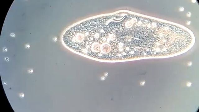 Песнь об Инфузории. Слабонервным слушать осторожно ;)