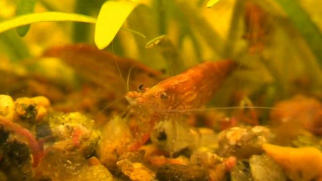 Креветки. Часть 2. Вишневая креветка. Neocaridina heteropoda