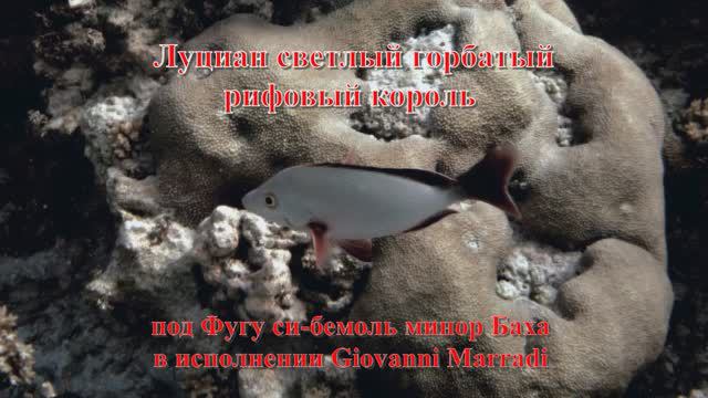 15 Луциан светлый горбатый рифовый король под Фугу си-бемоль минор Баха исполнениеGiovanniMarradi