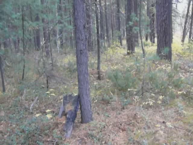 Ориентирование по кронам в тайге. Пример 1