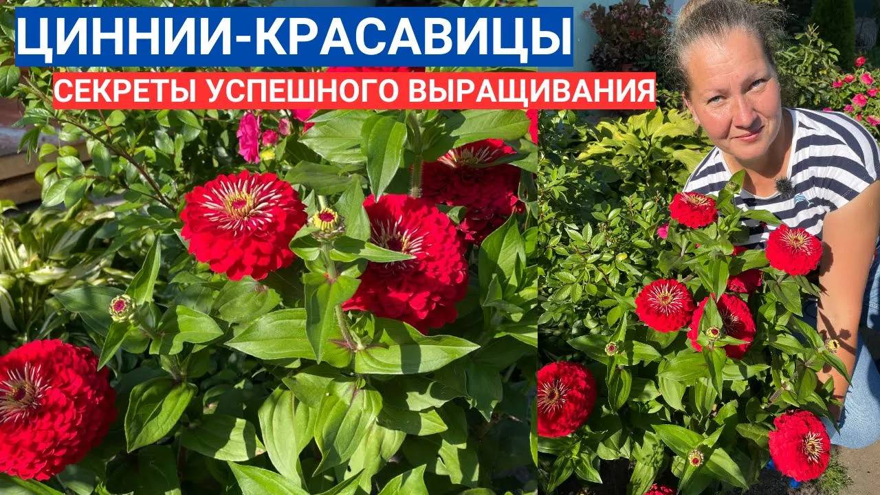 СОВРЕМЕННЫЕ ЦИННИИ - ТАКИХ КРАСИВЫХ ВЫ ЕЩЕ НЕ ВИДЕЛИ. НОВОЕ ПОКОЛЕНИЕ ЦИННИЙ ДЛЯ ВАШЕГО САДА