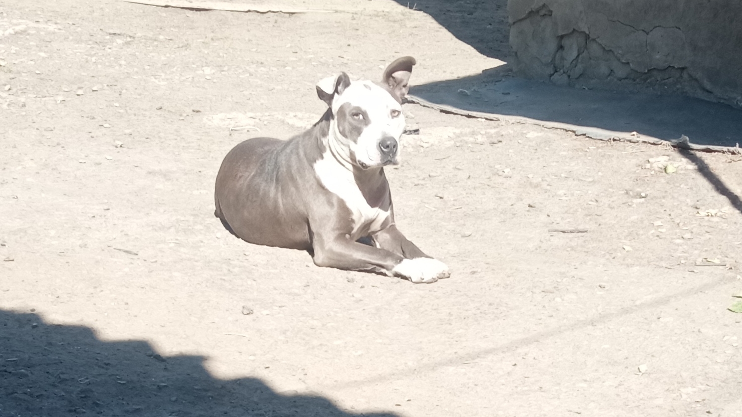 охранник стаффордширский трелир