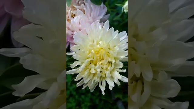 Музыкальное сопровождение @Svetlana_Kote