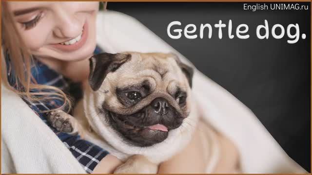 Английский самостоятельно. Онлайн тренажер-слышим, легко запоминаем, бегло говорим. Прокачка навыка