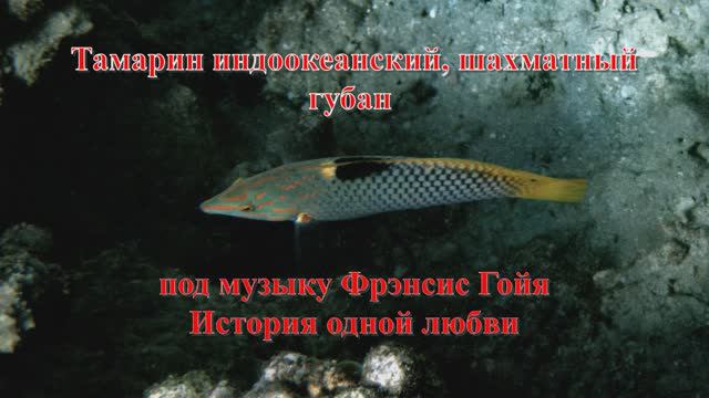 17 Тамарин индоокеанский, шахматный губан под музыку Фрэнсис Гойя История Одной Любви
