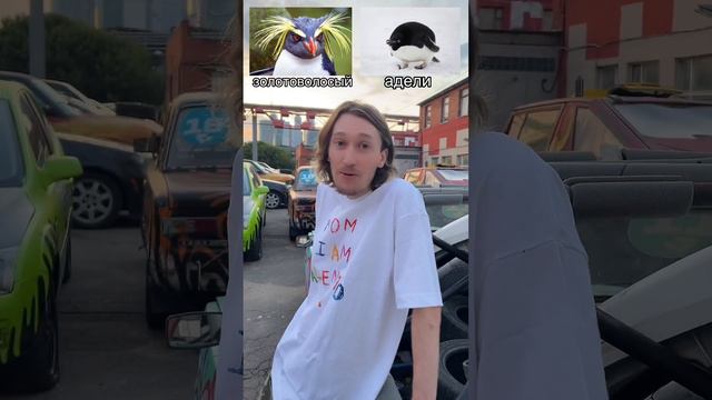 Какой пингвин ваше любимый ??  #penguin