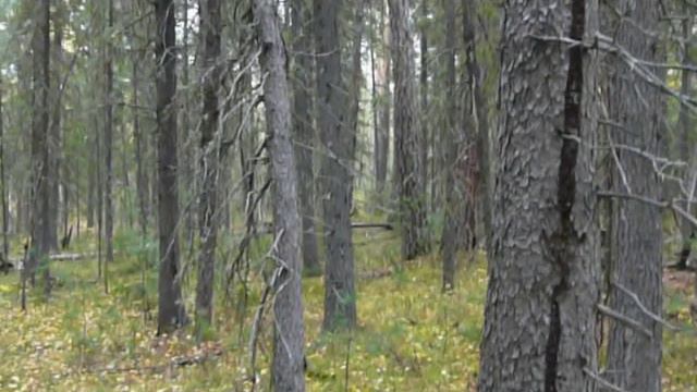 Ориентирование по кронам в тайге. Пример 2