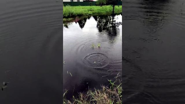 Запускаем окуня в пруд #рыбалка #природа #пруд #окунь #ёрш #дача #юмор
