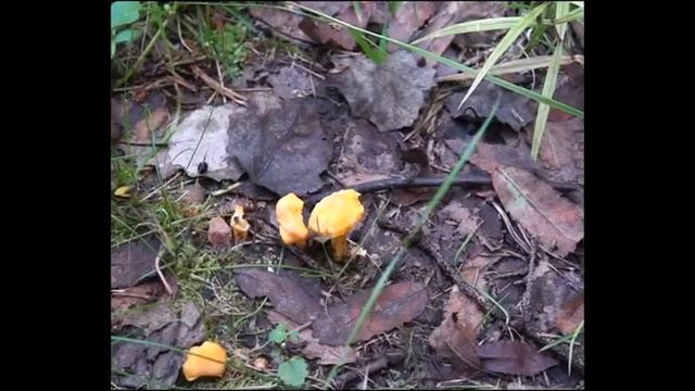 Хотите увидеть мир моими глазами?