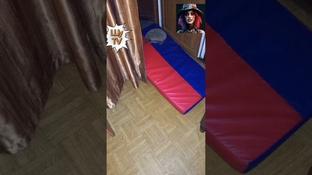 Ёжи Федечка Олимпиец