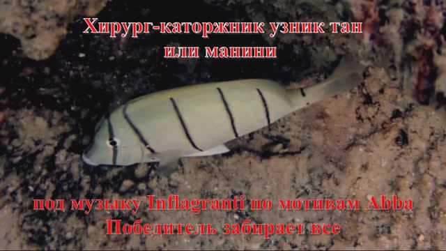 18 Хирург-каторжник узник тан под музыку Inflagranti по мотивам Abba Победитель забирает все