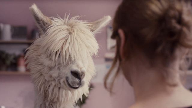 Цвет "альпака"–каждый раз Schock?