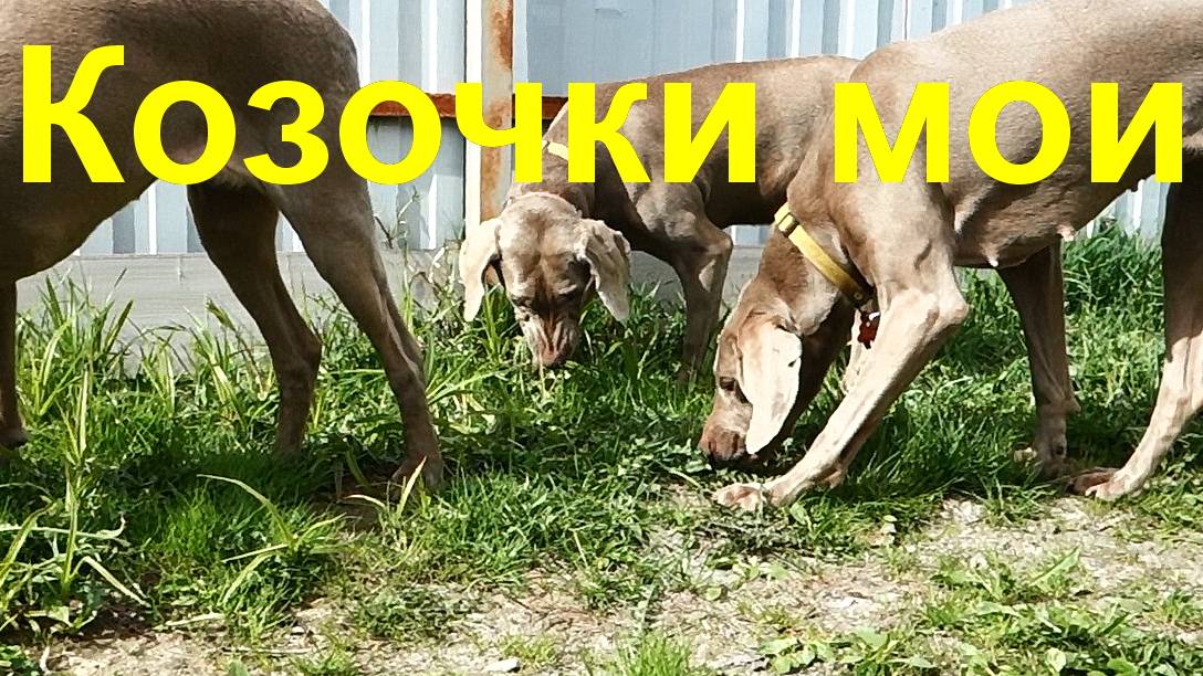 Козочки мои!