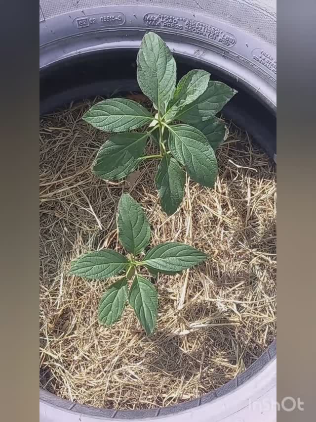 Гортензия метельчатая, красивоплодник высаживаем, пересаживаем.