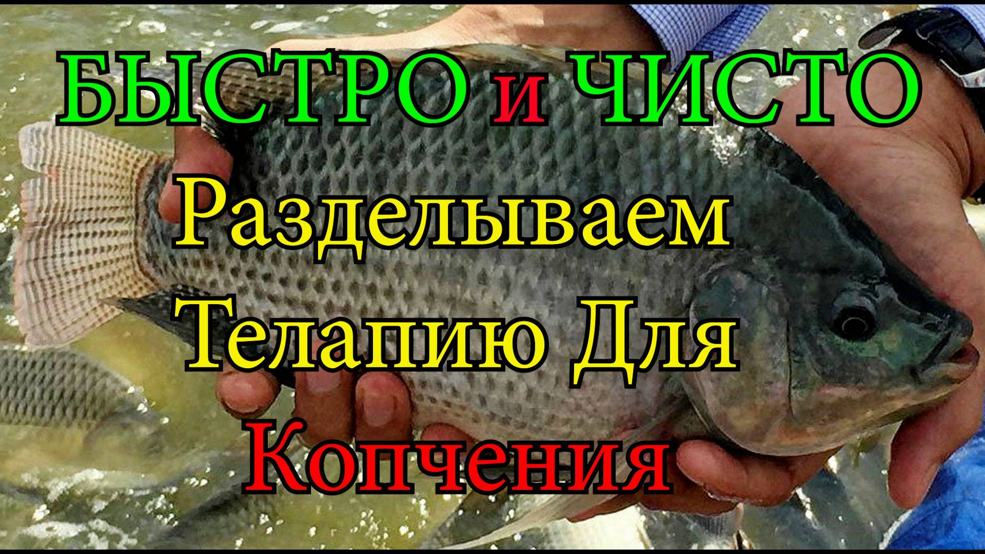 Быстро, Чисто разделываем рыбу Телапия для копчения.