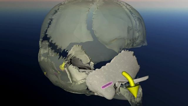 Височная кость. Видео 2
