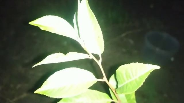 Первая подстава по заготовкам. Закрутка в банки и заморозка