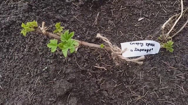 Планировка моего сада. Сажаю плодово-ягодные культуры