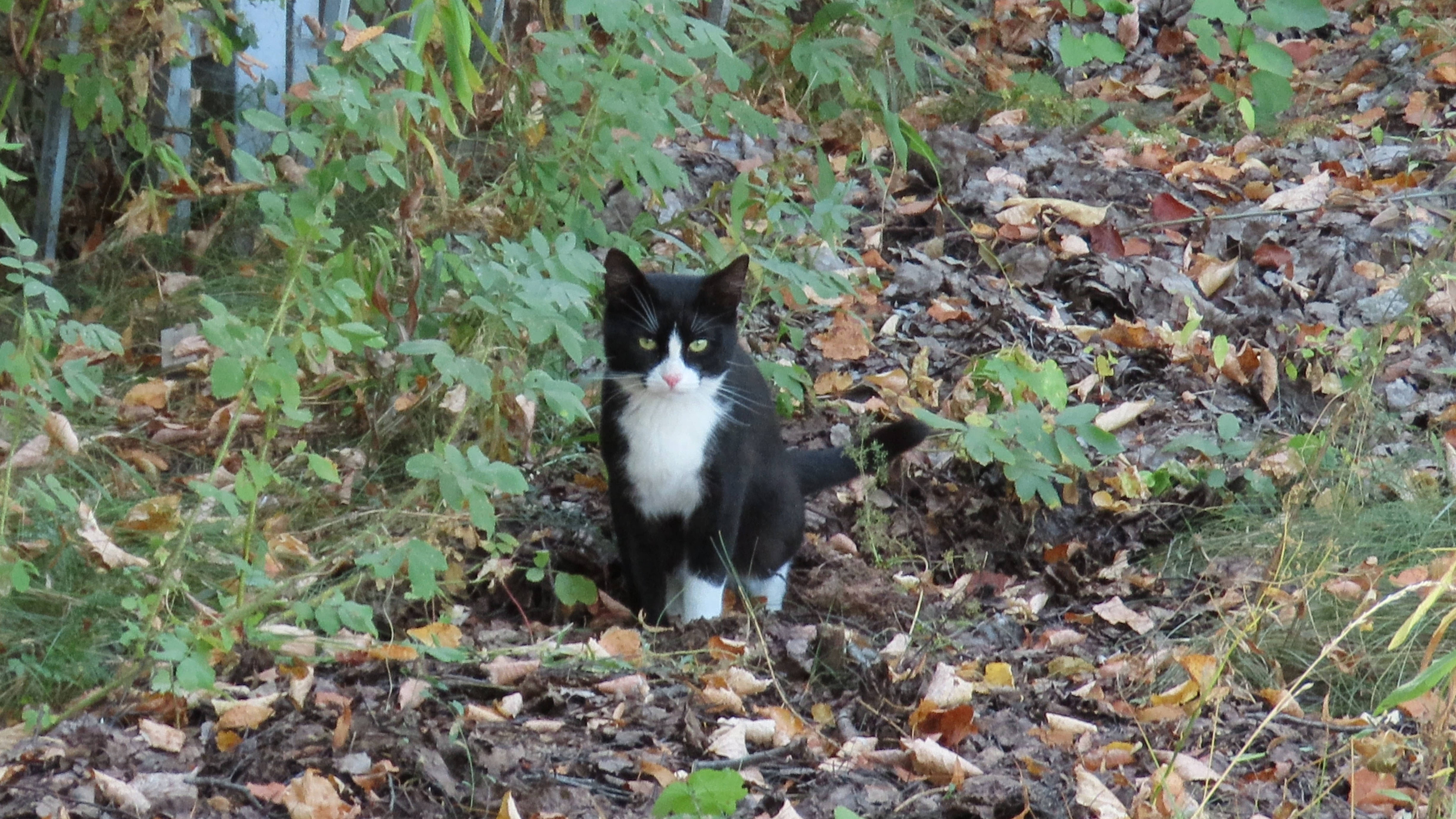 Котик-рыболов_#1, ч.1, Крылатское, 16 сентября 2024