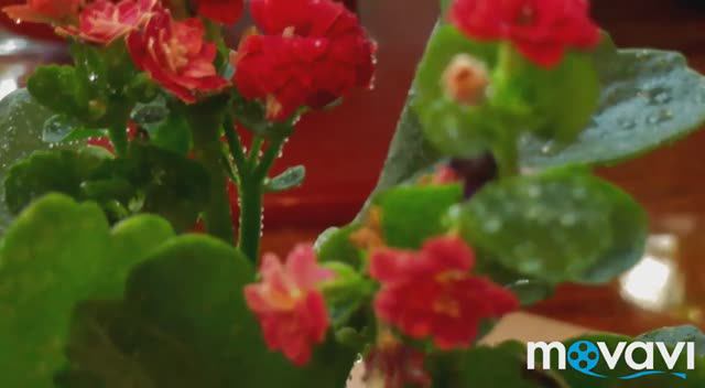 Пересадка Каланхоэ