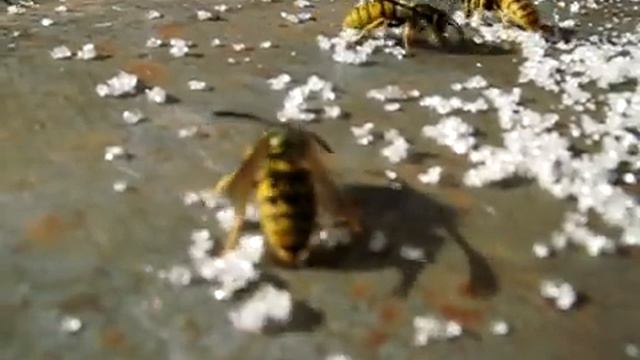 Осы и сахар.