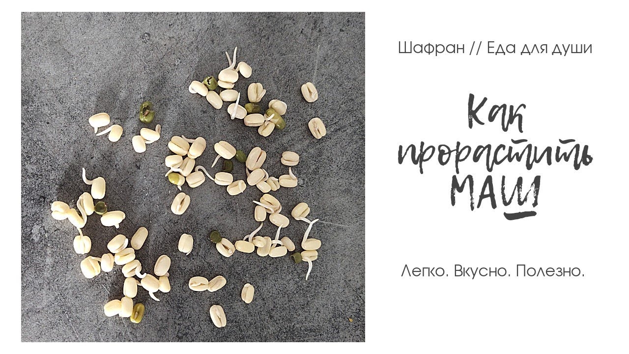 Как прорастить бобовые (маш)?
