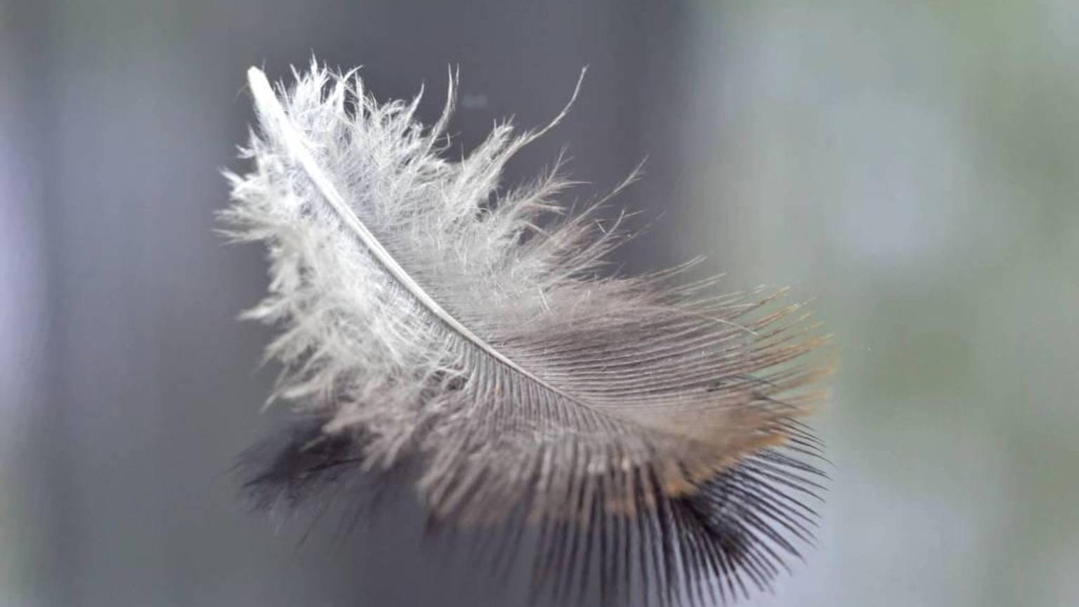 "ЗАРИСОВКА НА ТЕМУ". Композиция из двух стихотворений Анны Ахматовой. Читает — Елена Артёменко.