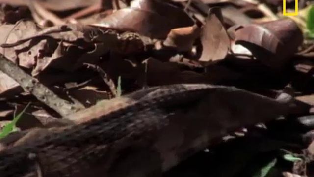 Кассава ползёт к умершей добыче