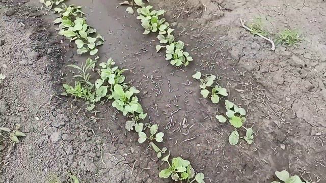 Мульчирую грядки. мои посадки на конец мая 2022года