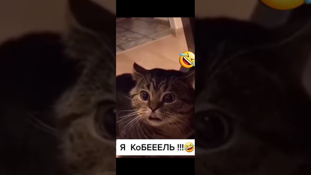 Кот возмущается что он кобель?