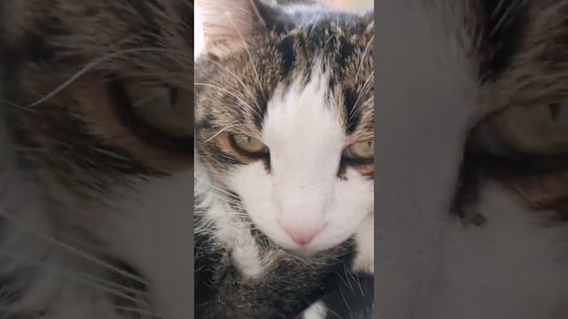 На кого похож кот? #shorts