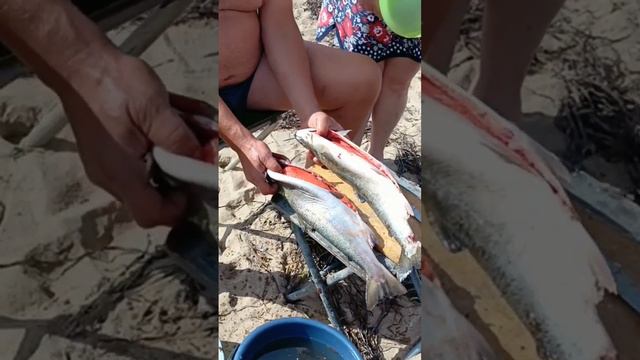 Отдых на море 21.08.2024г. Поймали две горбуши. Одну в речке, а другую в море. #рыбалка
