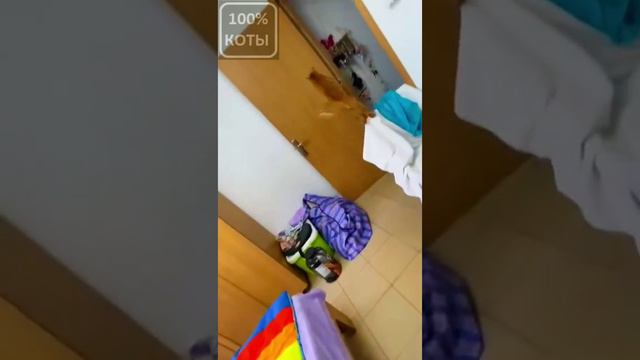 Когда хотел собаку а завёл кота